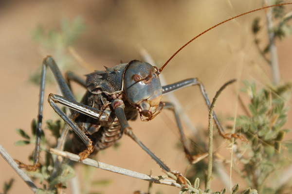 Armoured ground-cricket | Project Noah