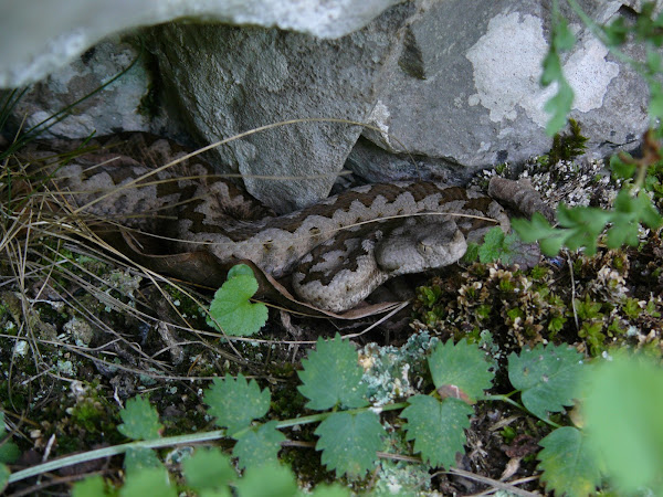 Sand viper / Пепелянка | Project Noah