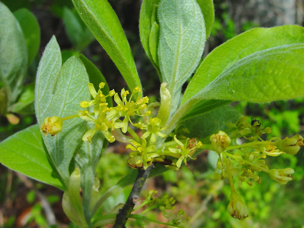 Sassafras | Project Noah