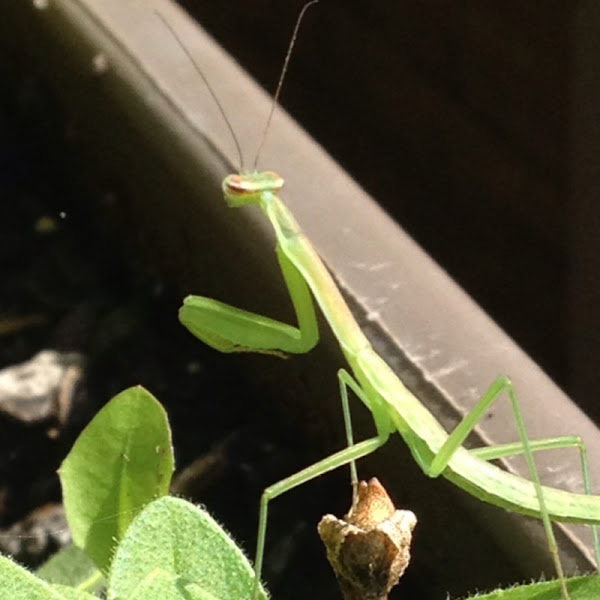 Chinese Mantis | Project Noah