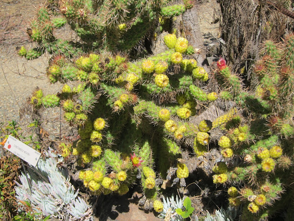 Coast Cholla | Project Noah