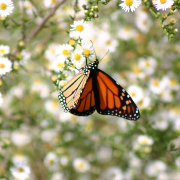 Monarch Butterfly | Project Noah