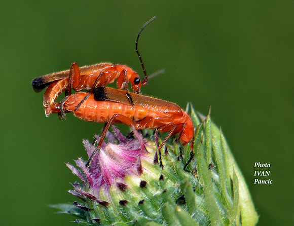 Common Red Soldier Beetle | Project Noah