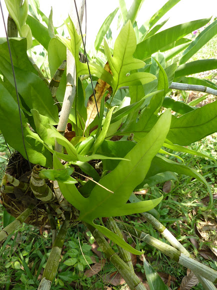 Monarch Fern | Project Noah