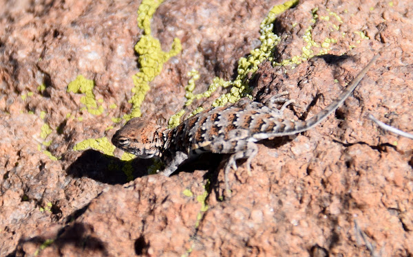 Lesser Earless Lizard, juvenile | Project Noah