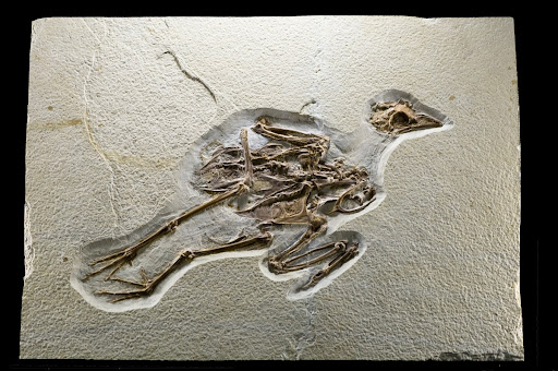 Gallinuloides wyomingensis — Google Arts & Culture