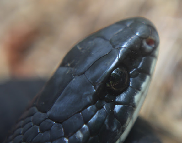 Northern Black Racer | Project Noah