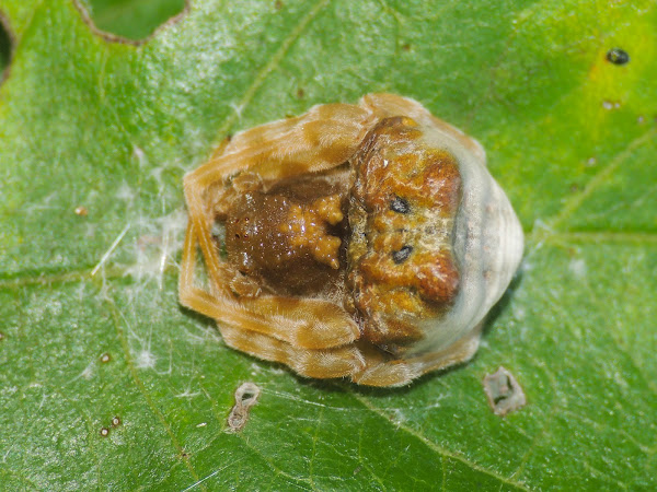 Bolas spider | Project Noah