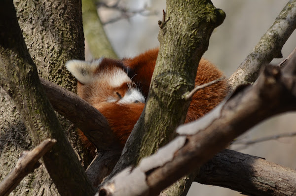 Red Panda | Project Noah