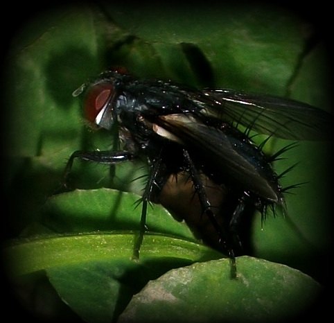Common Fly | Project Noah
