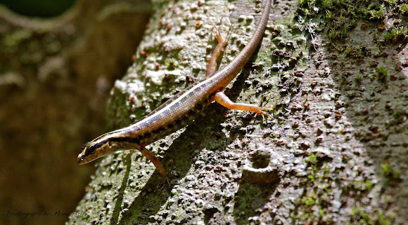 Forest Skink | Project Noah