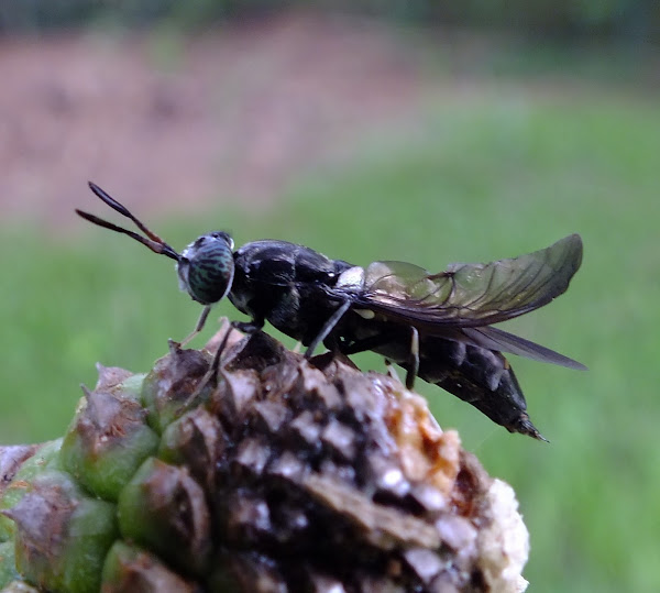 Soldier Fly | Project Noah