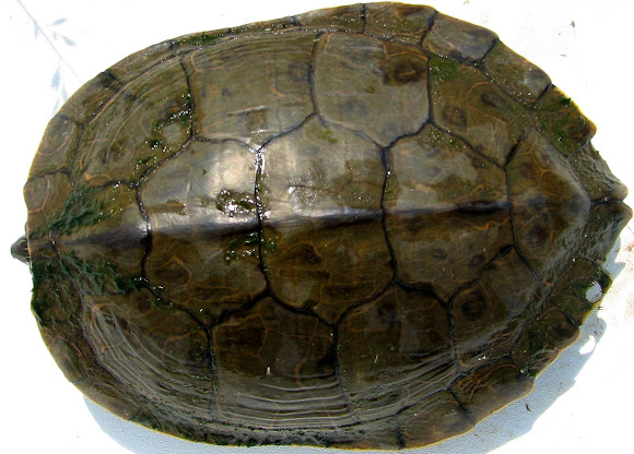 Northern Map Turtle | Project Noah