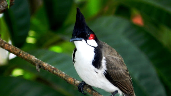 Red-whiskered Bulbul | Project Noah