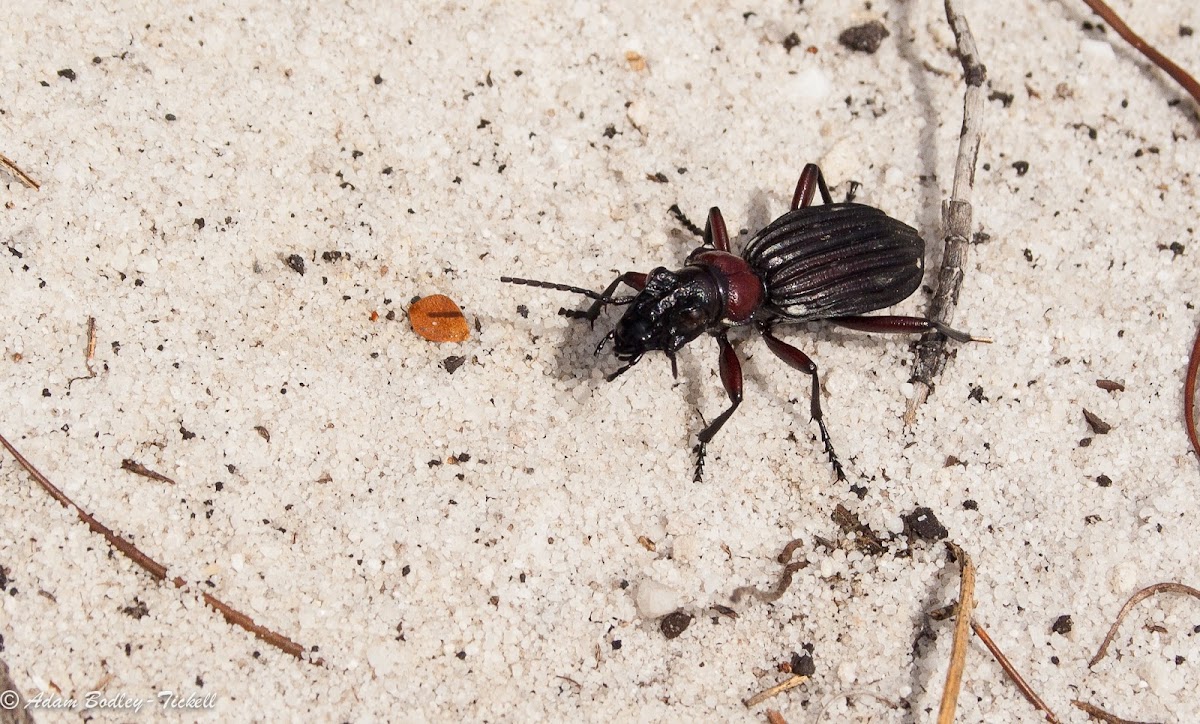 Ten-spotted ground beetle | Project Noah