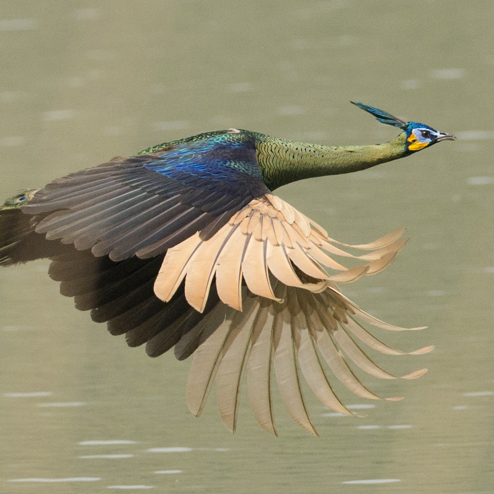 Green Peafowl | Project Noah