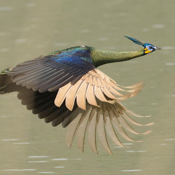 Green Peafowl | Project Noah