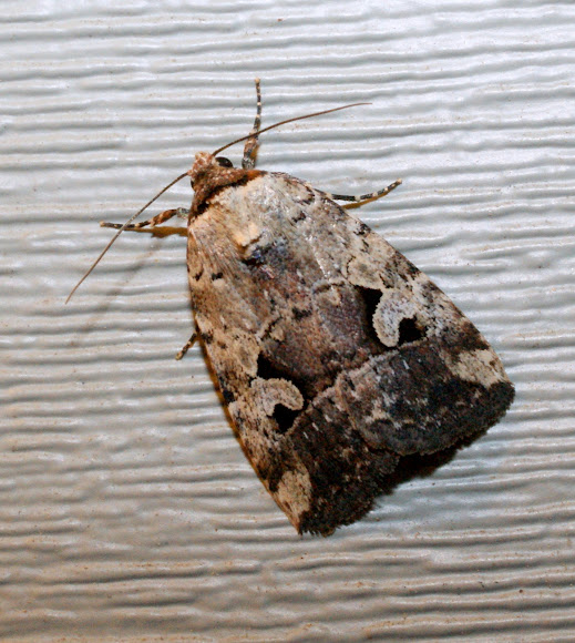 Festive Midget Moth | Project Noah