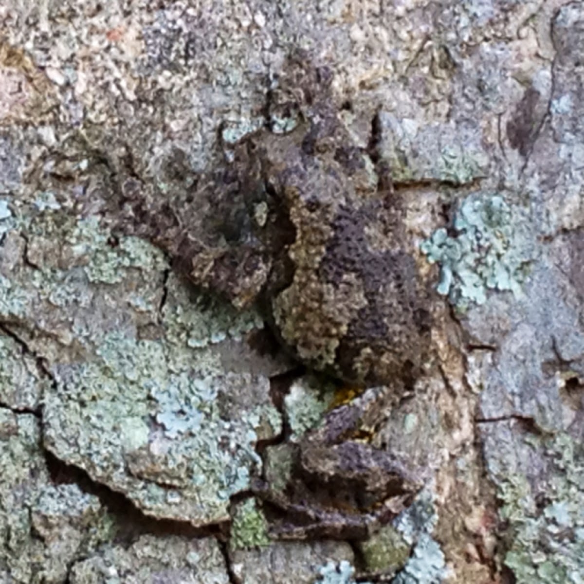 Cope's Gray Tree Frog | Project Noah