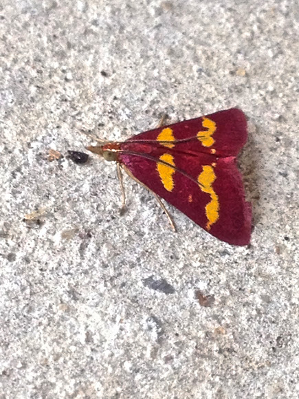 Coffee-Loving Pyrausta Moth | Project Noah