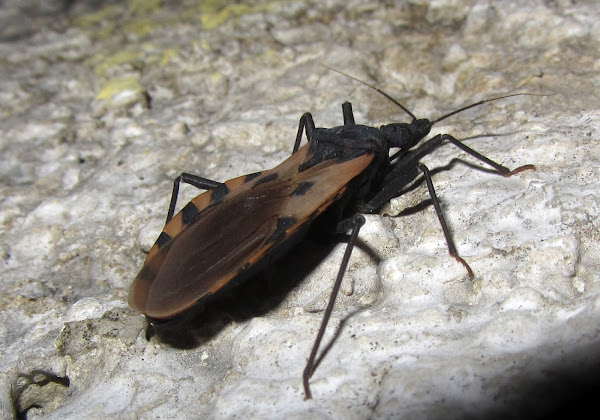 Cone-nosed Bug | Project Noah