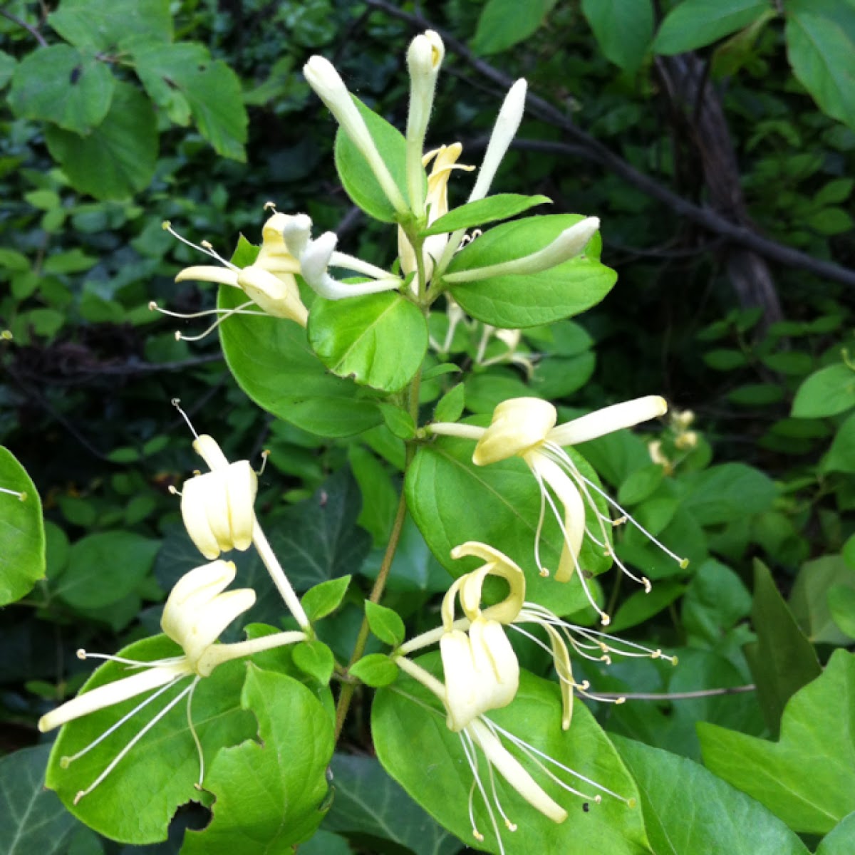 Japanese Honeysuckle | Project Noah