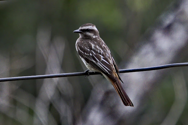 Variegated Flycatcher | Project Noah