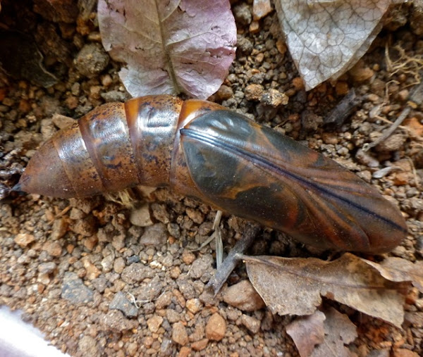 Oleander Hawk Moth Pupa (Day 15) | Project Noah
