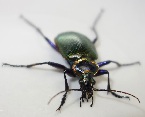Fiery searcher ground beetle | Project Noah