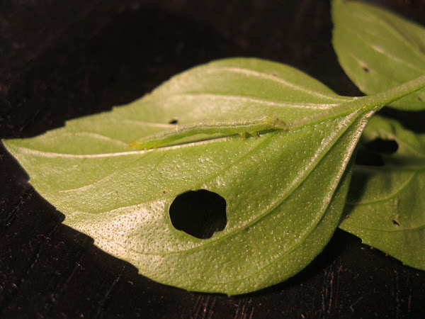 Tomato Looper | Project Noah