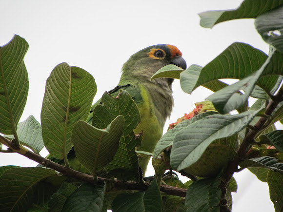Peach-fronted Parakeet | Project Noah