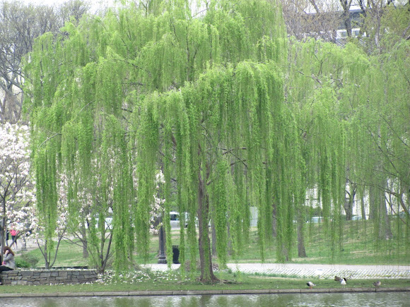 Weeping Willow | Project Noah
