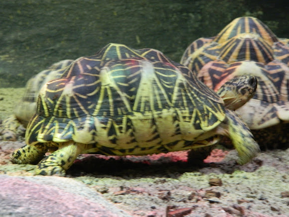 Radiated tortoise | Project Noah