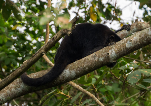 Bugio-preto(Black-and-gold Howler) | Project Noah