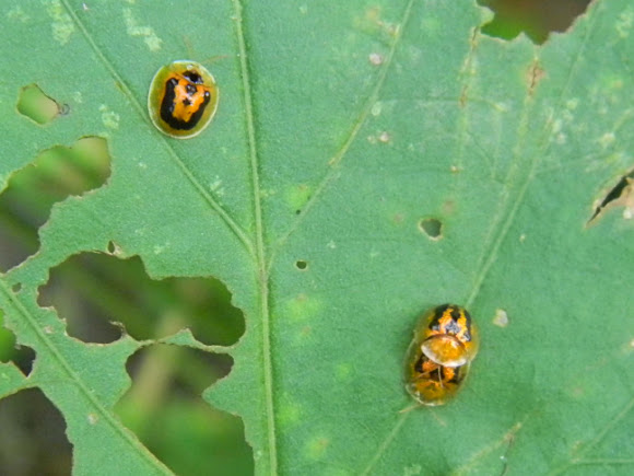 tortoise shell beetles | Project Noah