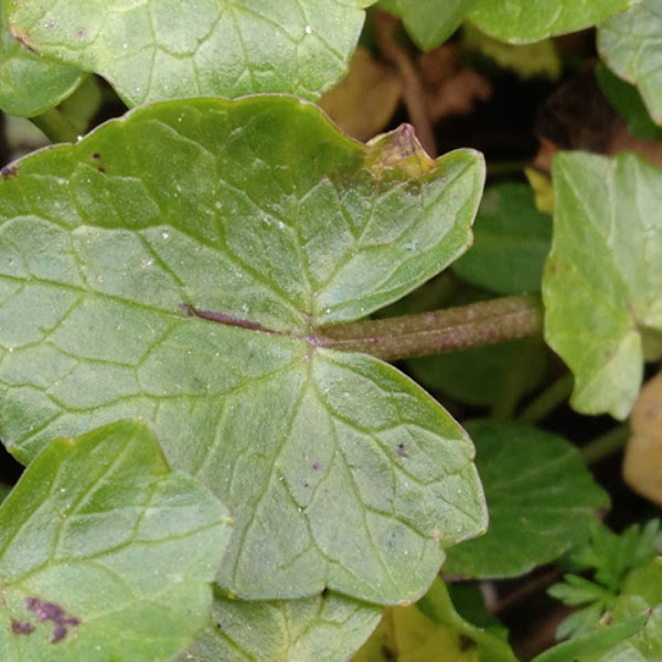 Lesser celandine | Project Noah