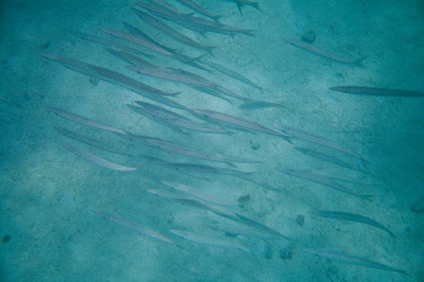 fish School | Project Noah