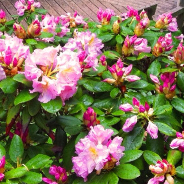 Azalea | Project Noah