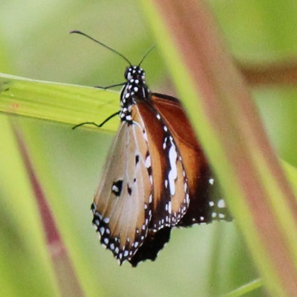 Lesser Wanderer Butterfly | Project Noah