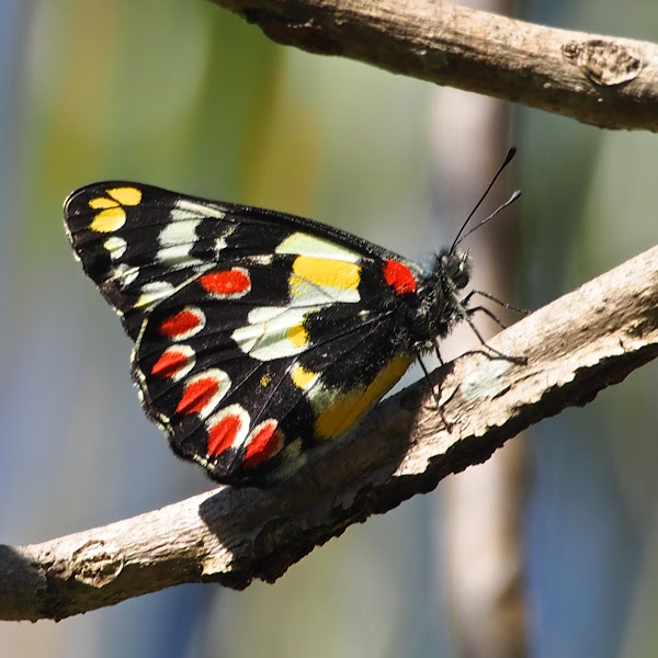 Red-spotted Jezebel or Wood White | Project Noah