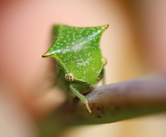 Buffalo Treehopper | Project Noah