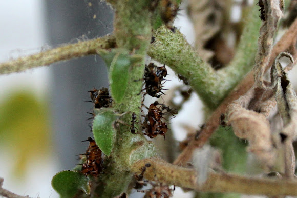 Keeled treehopper nymphs | Project Noah
