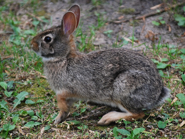 Eastern Cottontail | Project Noah