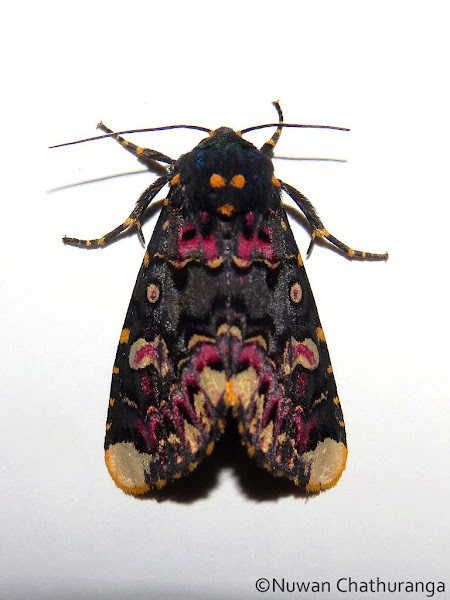 Lily Moth | Project Noah