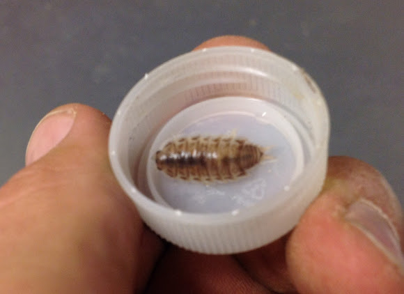 Isopod | Project Noah