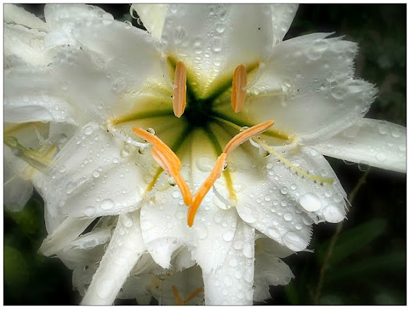 Peruvian Daffodil. | Project Noah
