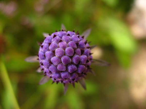 Devil's-bit Scabious | Project Noah