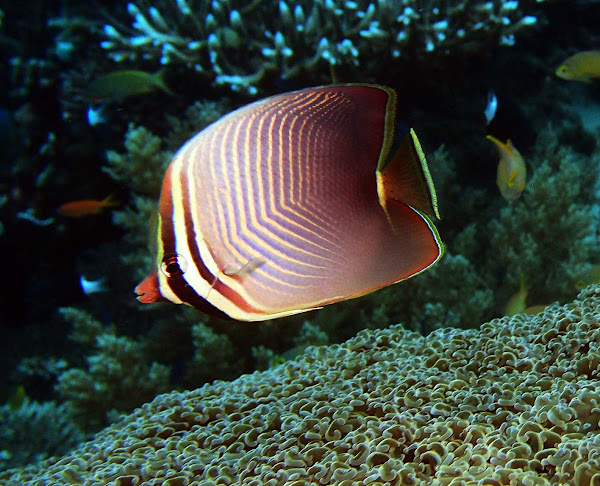 Eastern Triangle Butterflyfish | Project Noah