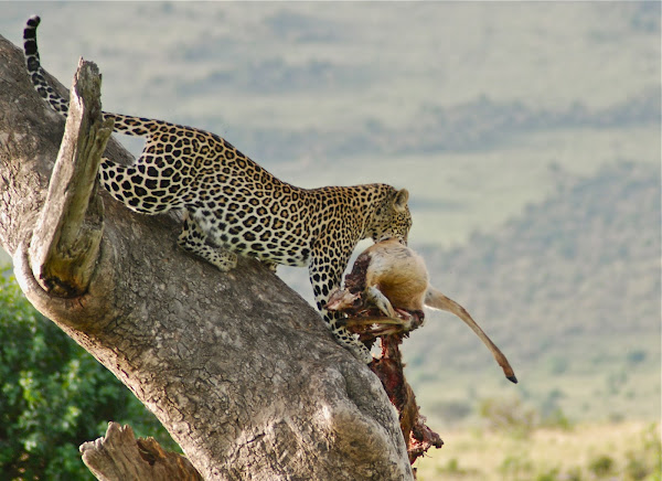 Leopard | Project Noah