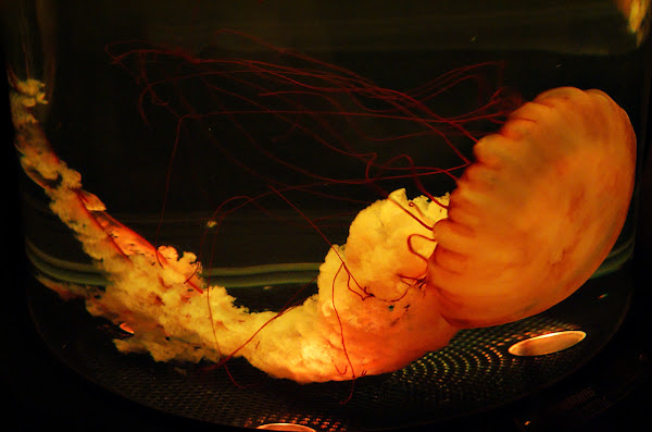 Pacific Sea Nettle | Project Noah